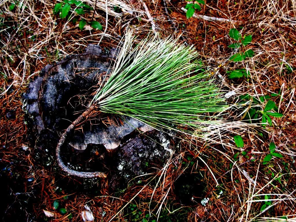 Signs of a Good Season - by Jay Pape – Tenkara USA